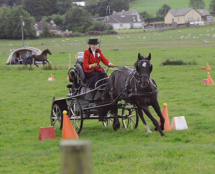 Carriage Driving - Donard Imaal History
