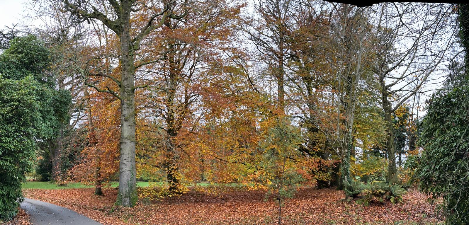 Kilmacurragh Botanic Gardens: A Gem in County Wicklow, Ireland
