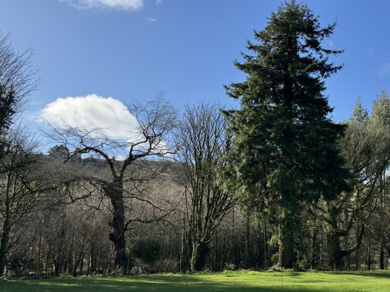 Kilmacurragh Botanic Gardens: A Gem in County Wicklow, Ireland