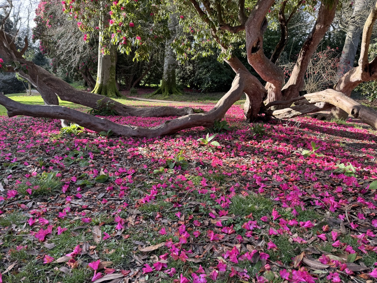 Kilmacurragh Botanic Gardens: A Gem in County Wicklow, Ireland