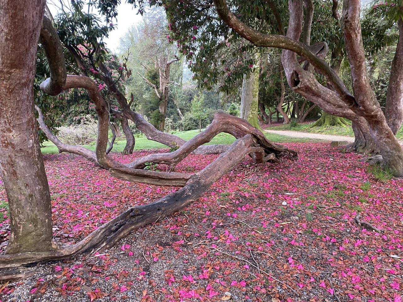 Kilmacurragh Botanic Gardens: A Gem in County Wicklow, Ireland