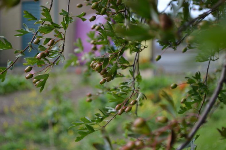 Trees Available For National Tree Week