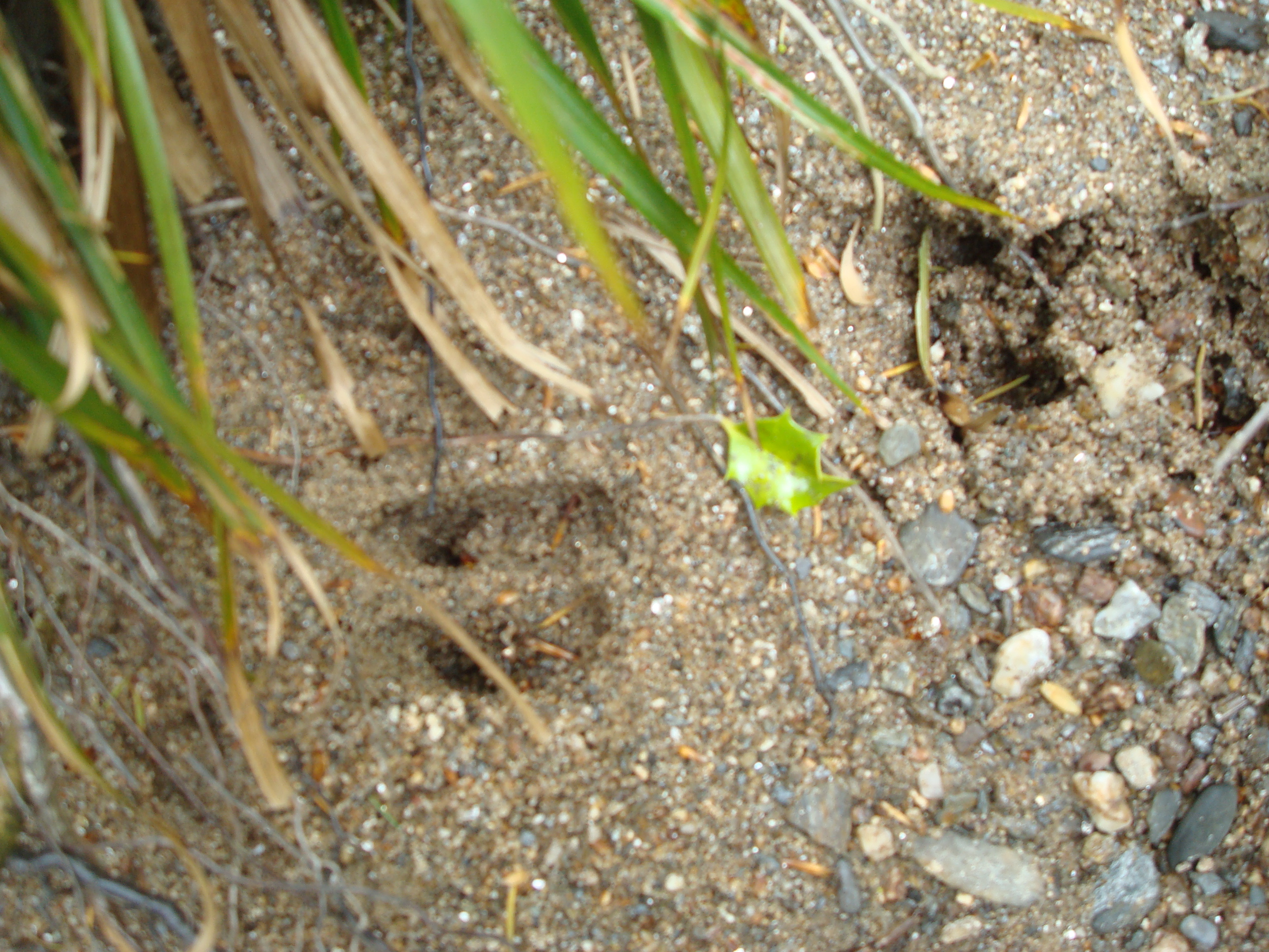 Ballymanus PURE Mile - County Wicklow Heritage