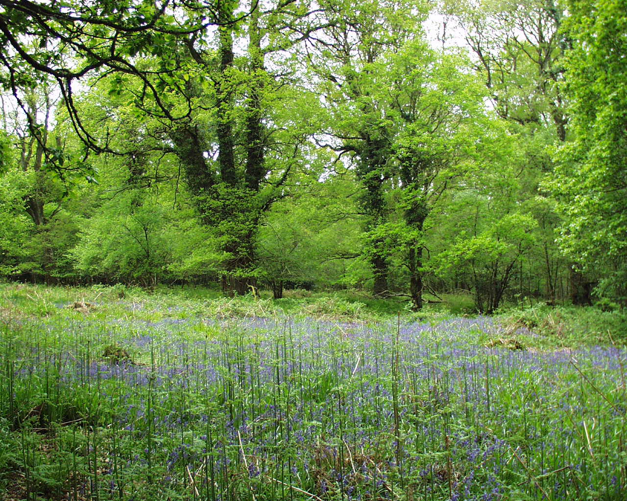 Wicklow Woodlands - County Wicklow Heritage