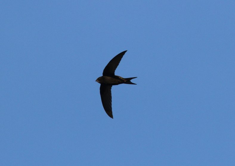 All about Swifts in County Wicklow 2020