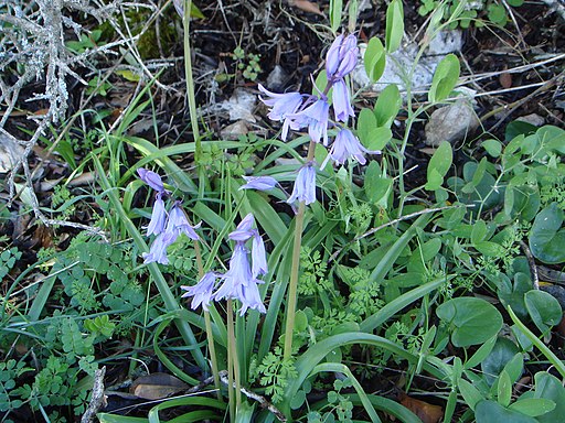 Old Connaught graveyard – the story of the plants that have made it ...