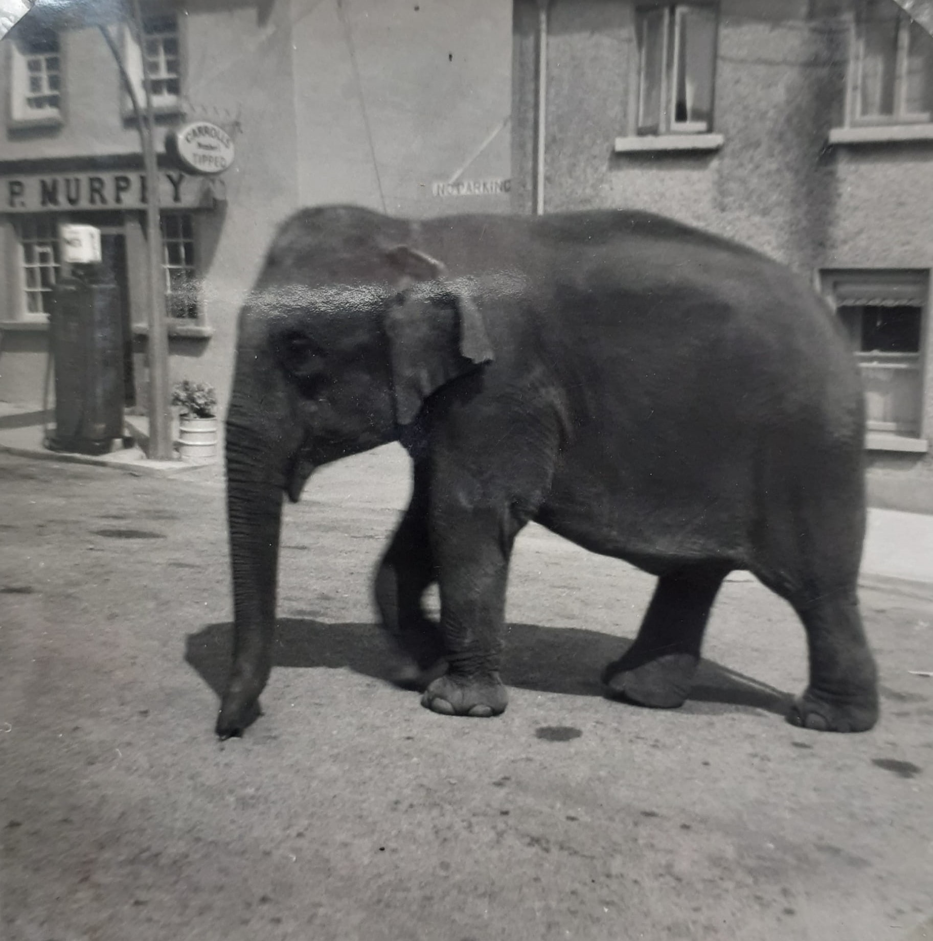 Fossetts - A very special relationship - Tinahely History & Photos